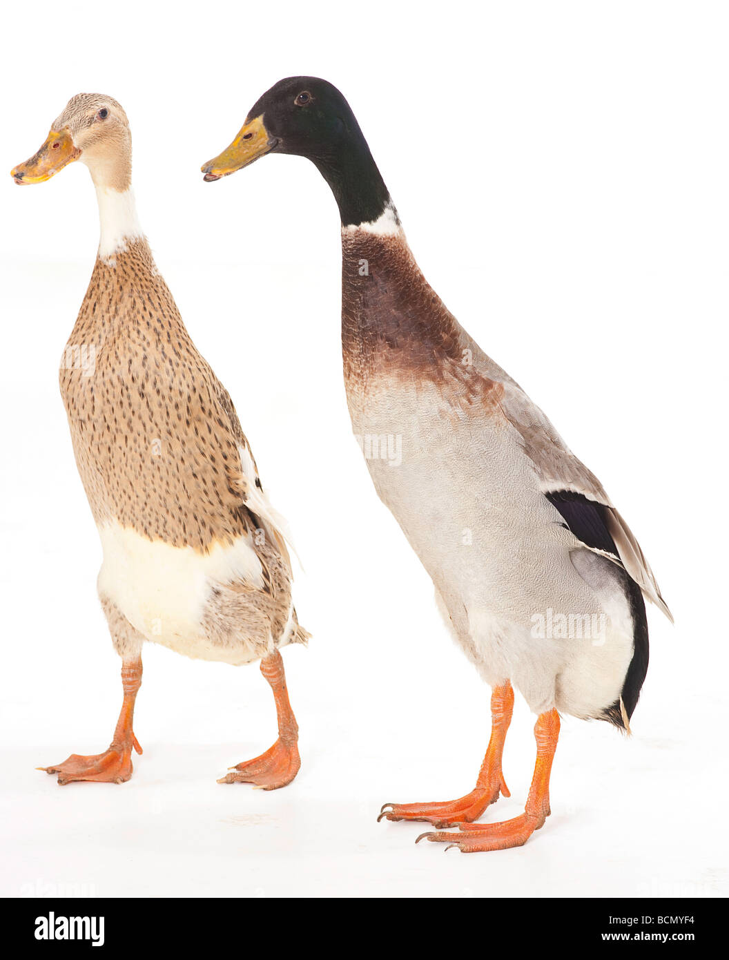 Indian runners hi-res stock photography and images - Alamy