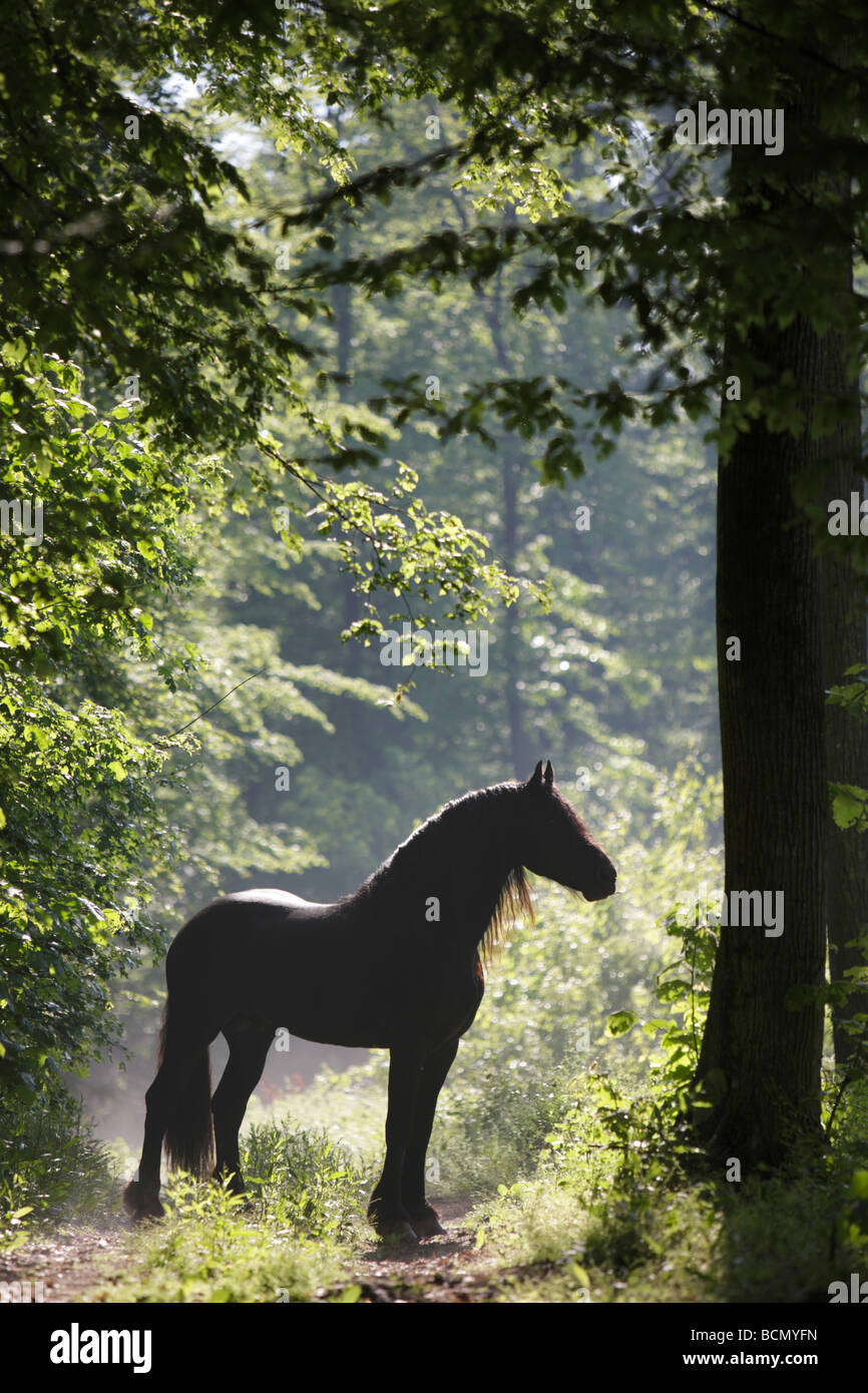 Friesian horse - standing in the forest Stock Photo - Alamy