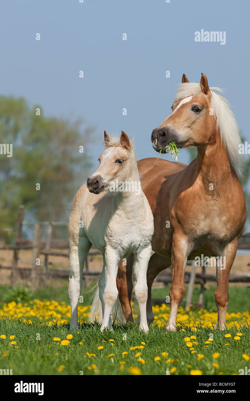 Haflinger horse with foal - standing on meadow Stock Photo - Alamy