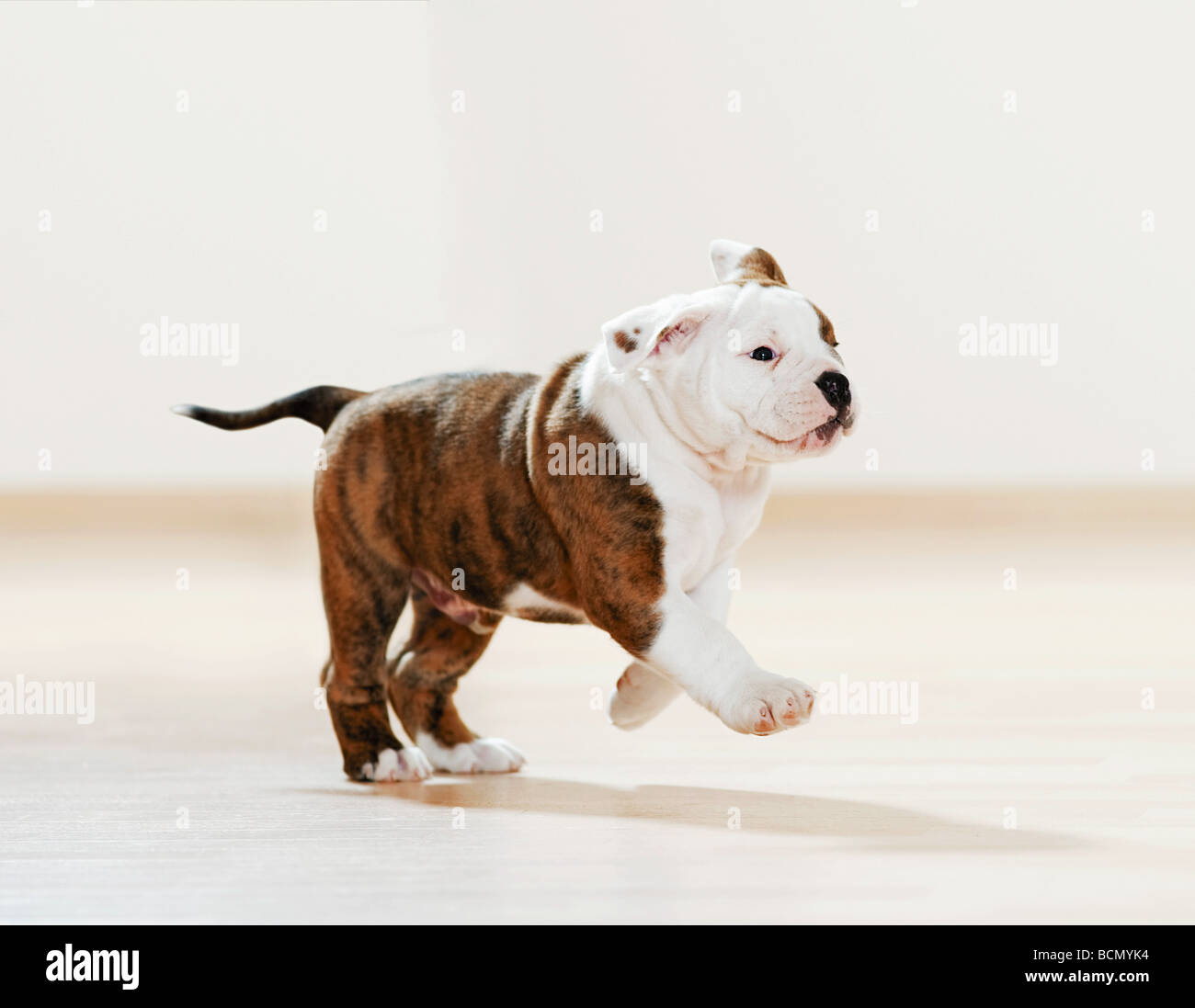 Bulldog jumping hi-res stock photography and images - Alamy