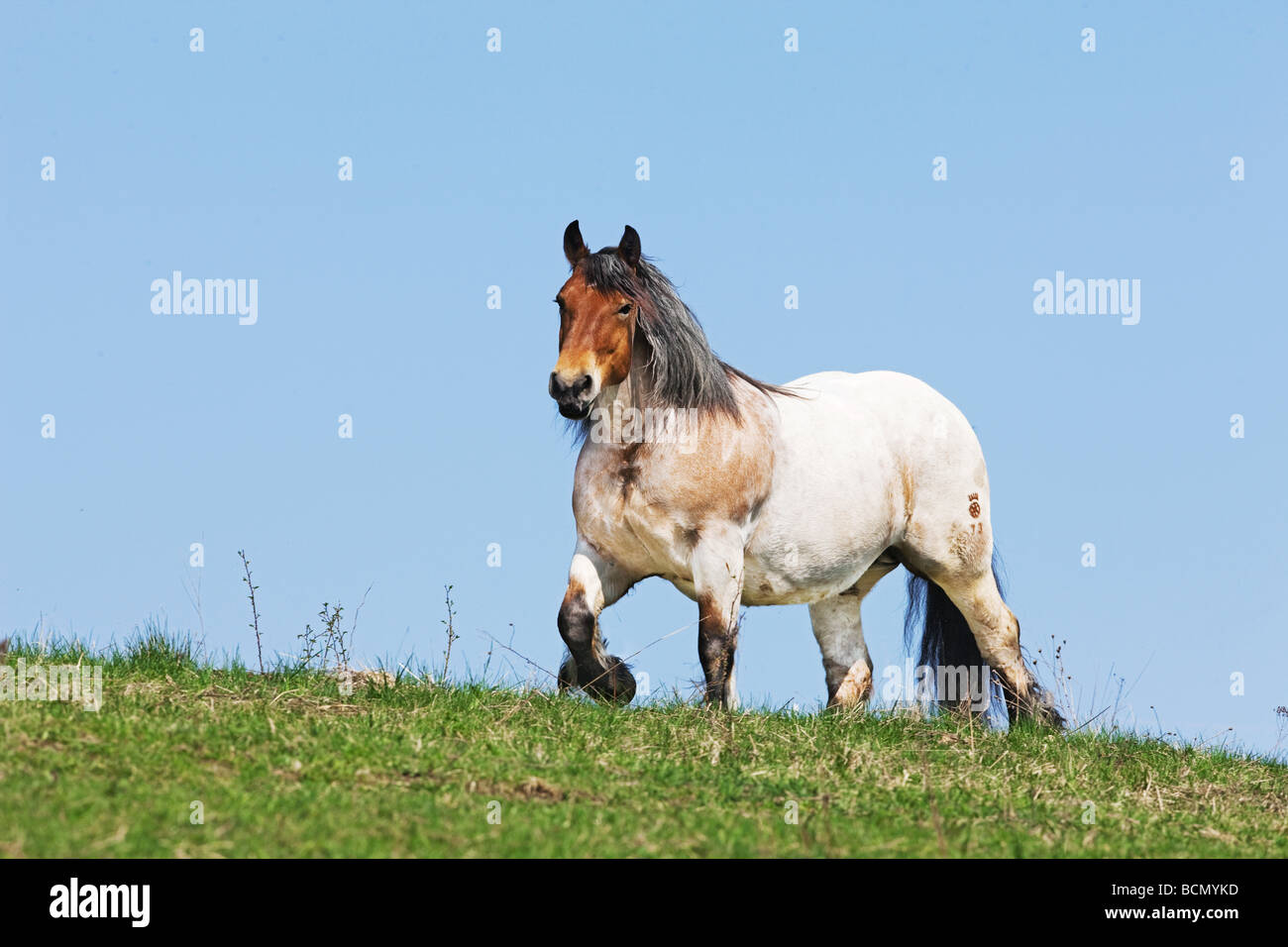 Blood horse hi-res stock photography and images - Alamy
