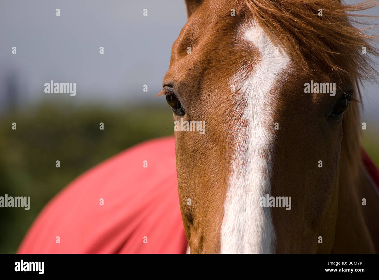 Chestnut horse with white blaze hi-res stock photography and images - Alamy