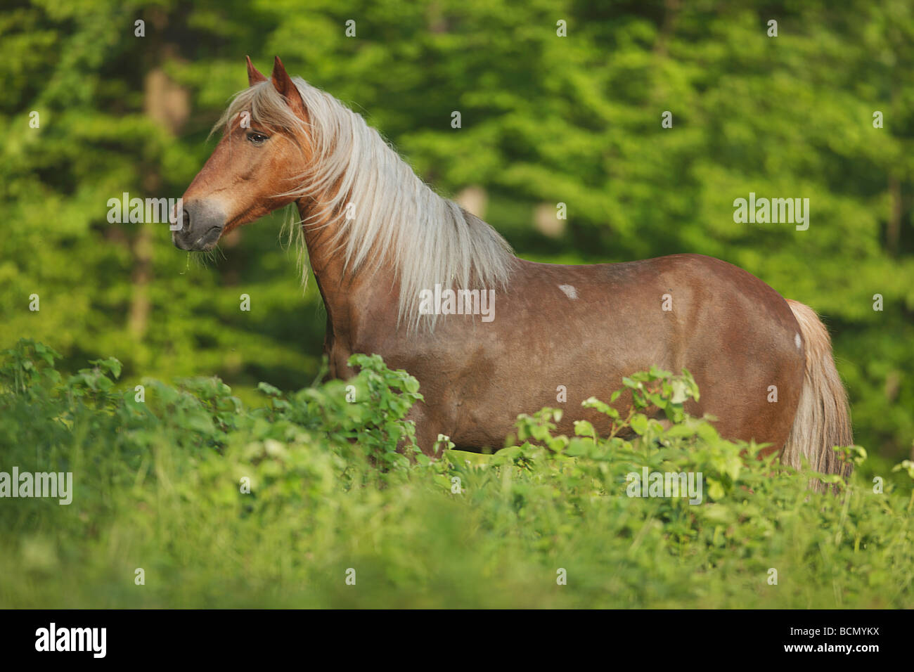Cruzado horse hi-res stock photography and images - Alamy