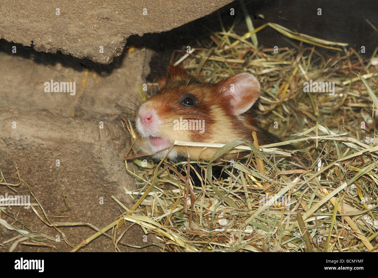 European hamster in den / Cricetus cricetus Stock Photo - Alamy