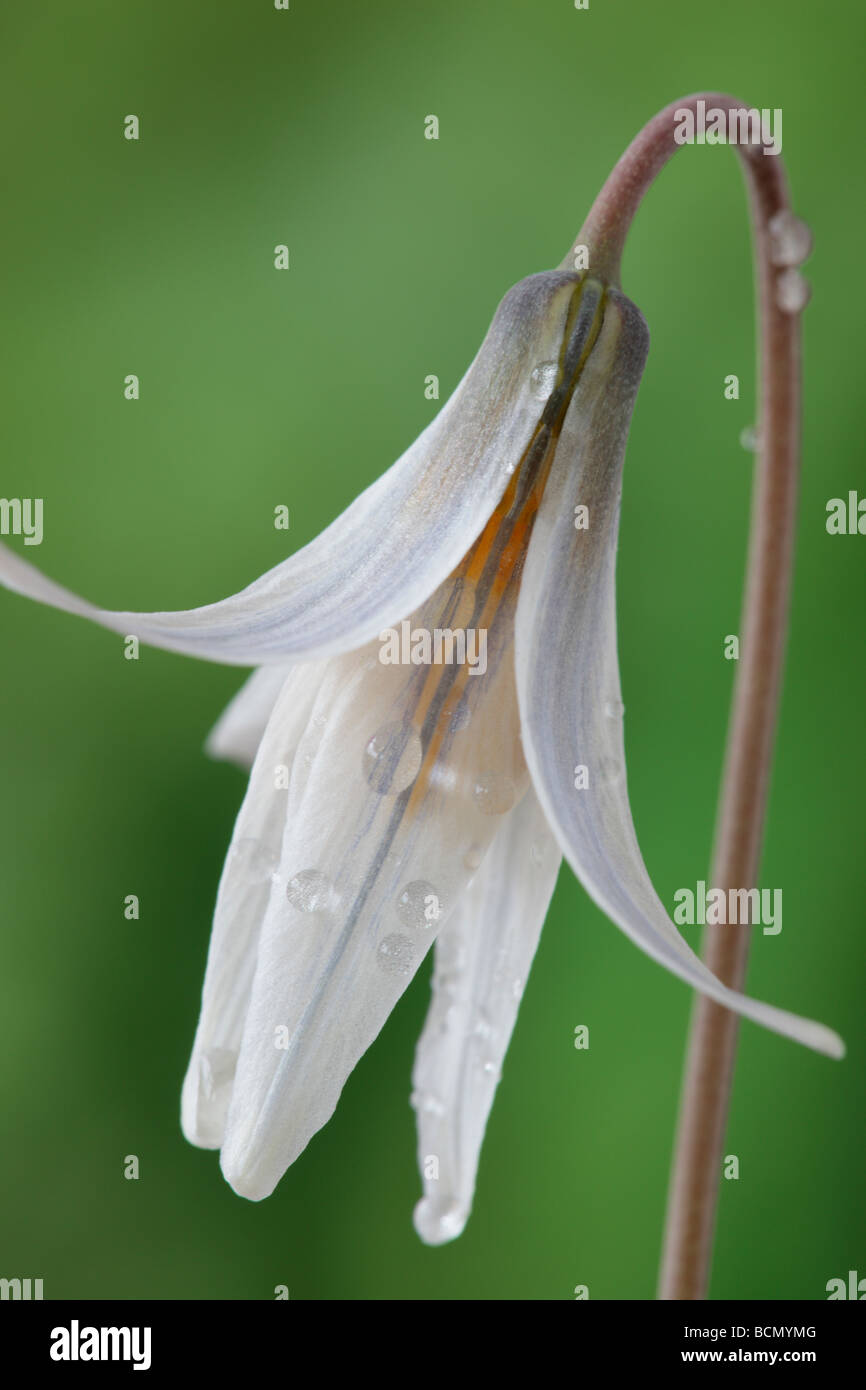 Dogs tooth violet hi-res stock photography and images - Alamy