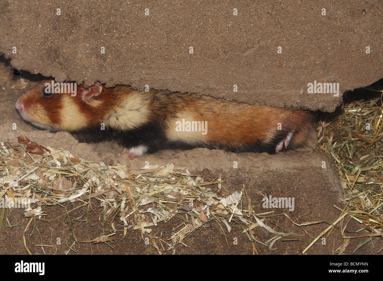 European hamster in den / Cricetus cricetus Stock Photo - Alamy