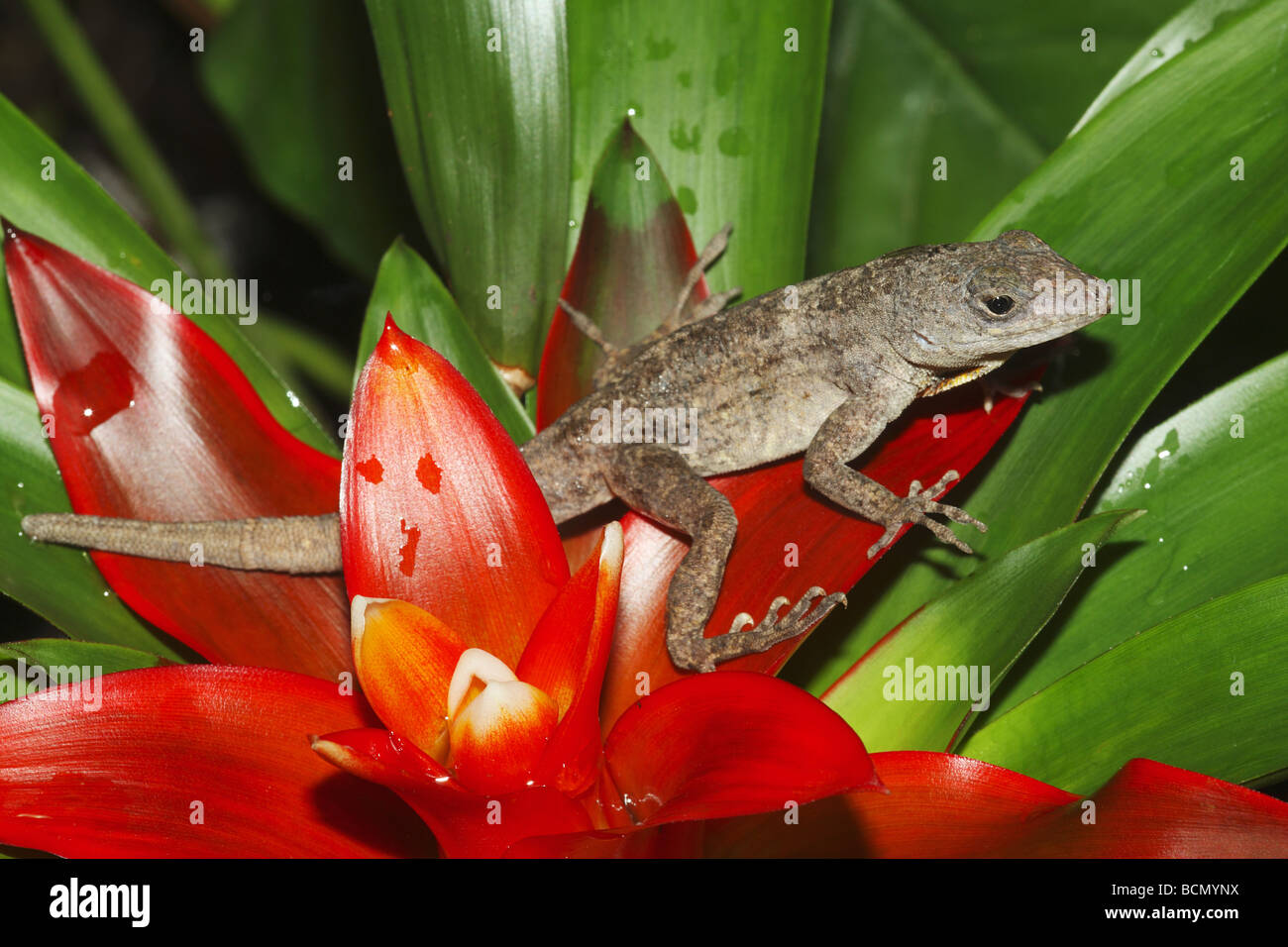 Anolis roquet lizard on red blossom / Anolis roquet Stock Photo - Alamy