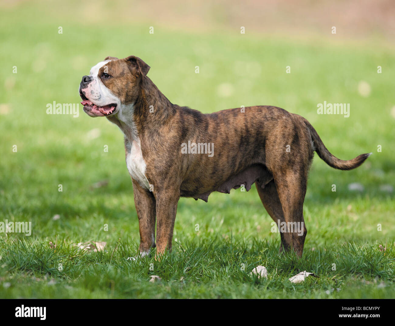 Continental Bulldog - standing on meadow Stock Photo - Alamy
