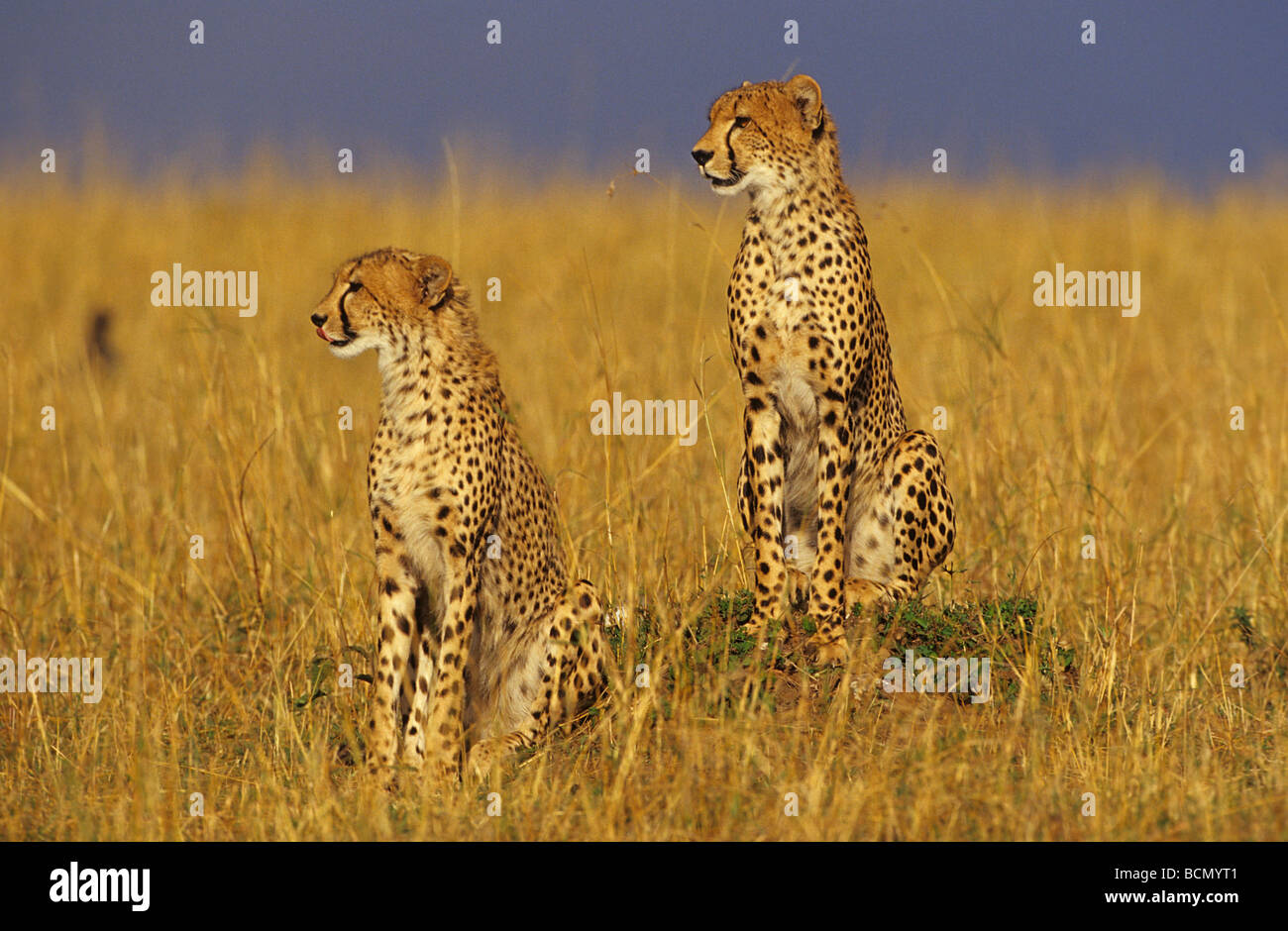 Two cheetahs in green grass hi-res stock photography and images - Alamy