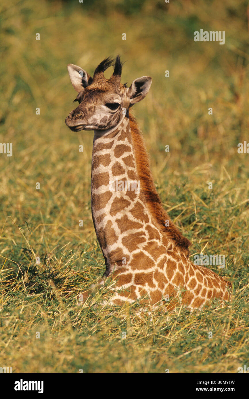 giraffe - lying Stock Photo - Alamy