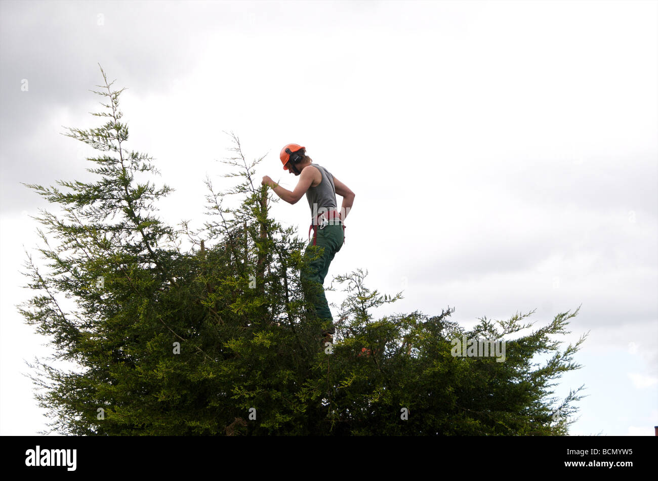 Tree surgeon cutting hedge Stock Photo - Alamy