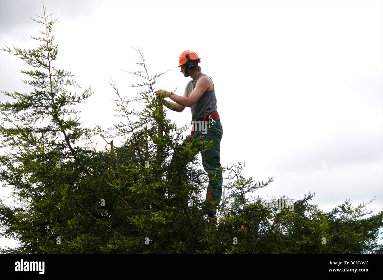 Tree surgeon cutting hedge Stock Photo - Alamy