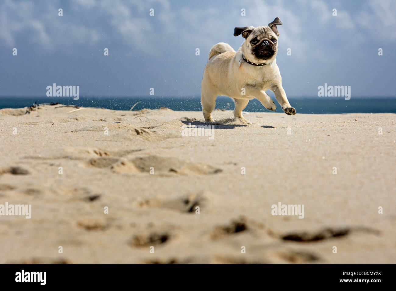 pug dog - puppy running on the beach Stock Photo - Alamy