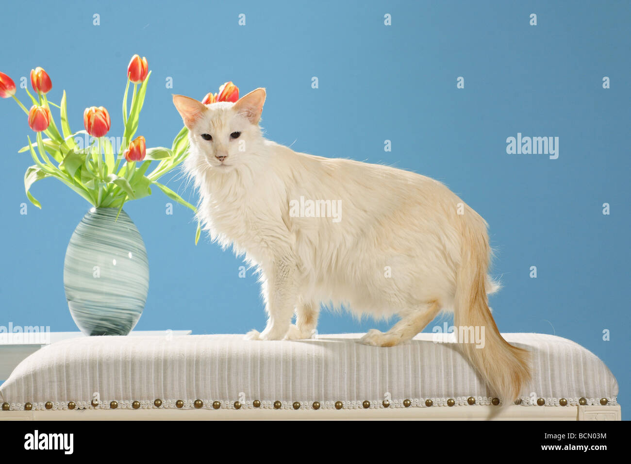 Balinese cat - standing next to tulips Stock Photo - Alamy