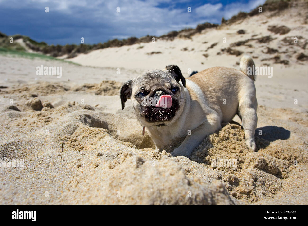 Do Pugs Like To Dig