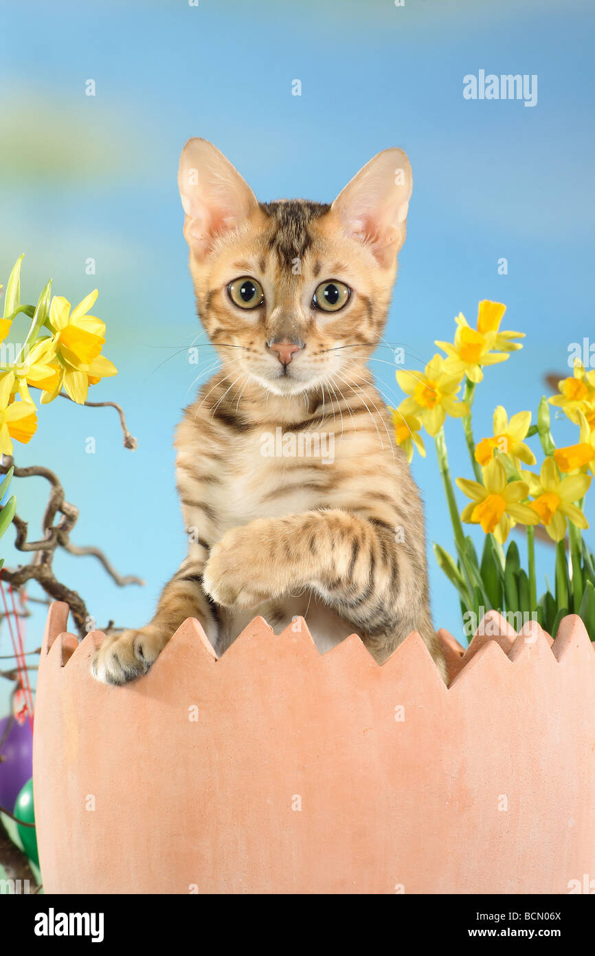 Bengal cat in flower pot between flowers Stock Photo - Alamy