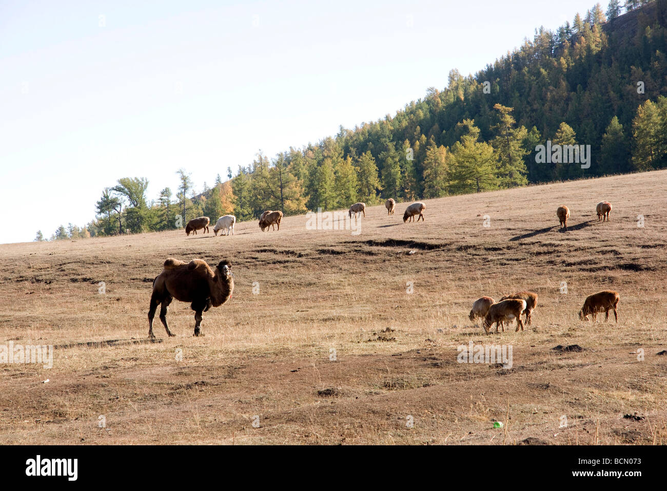 Sheep and camel grazing on the slop, Tianshan Mountain, Xingjiang ...