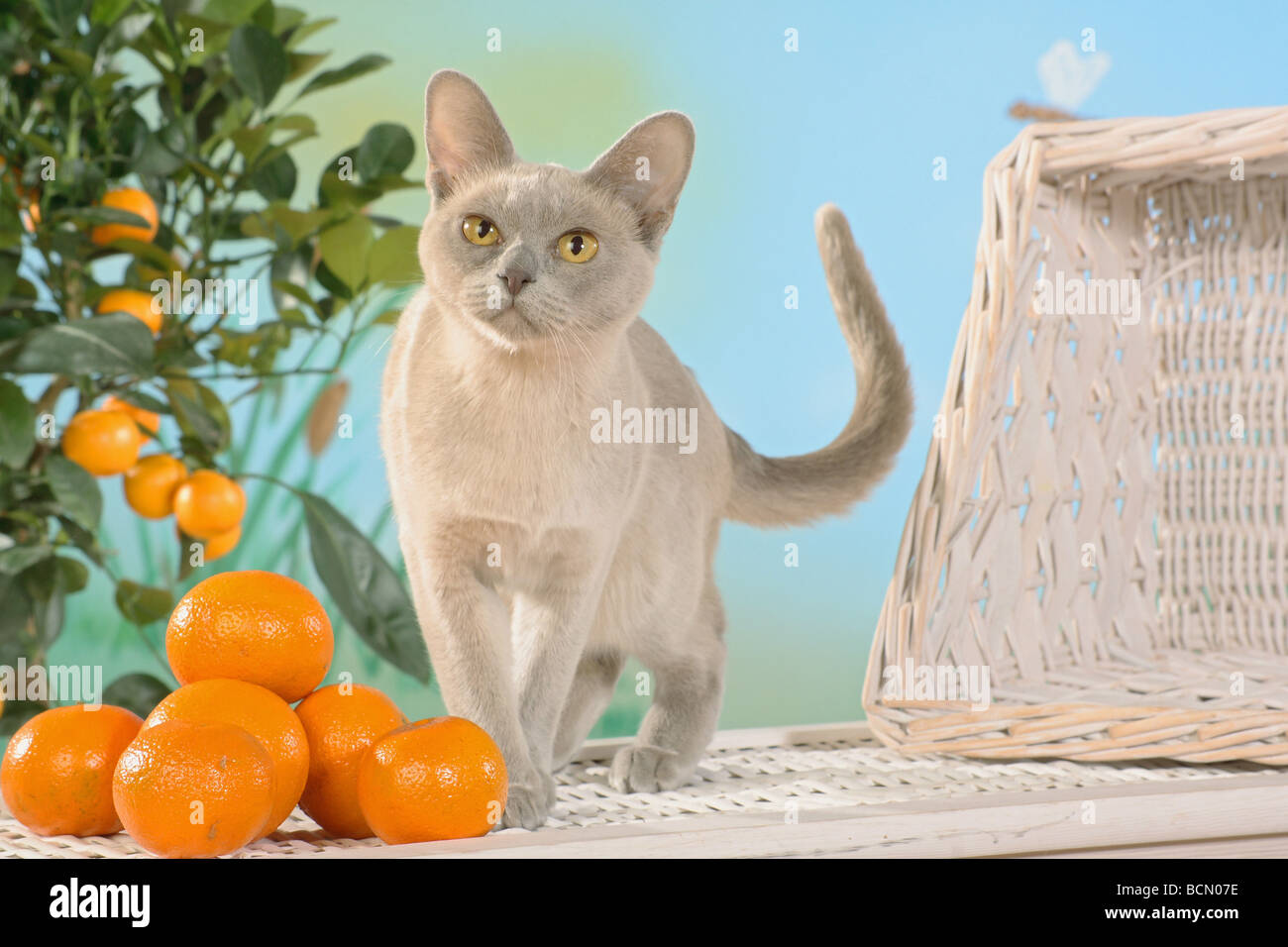 Burmese cat - standing next to mandarines Stock Photo - Alamy