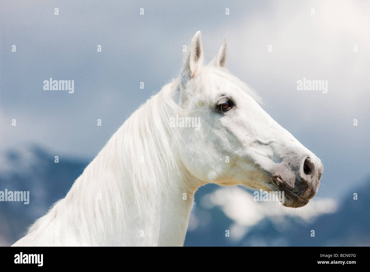 Lipizzan horse - portrait Stock Photo - Alamy