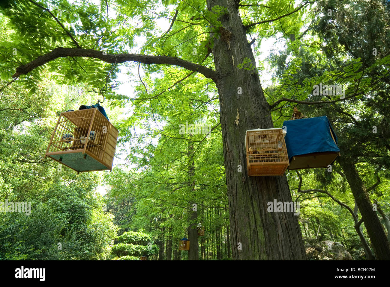 Bird cages hanging from branches of an old tree, Gongqing Forest park ...