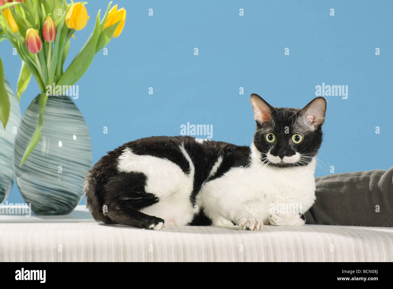 German rex cat hi-res stock photography and images - Alamy