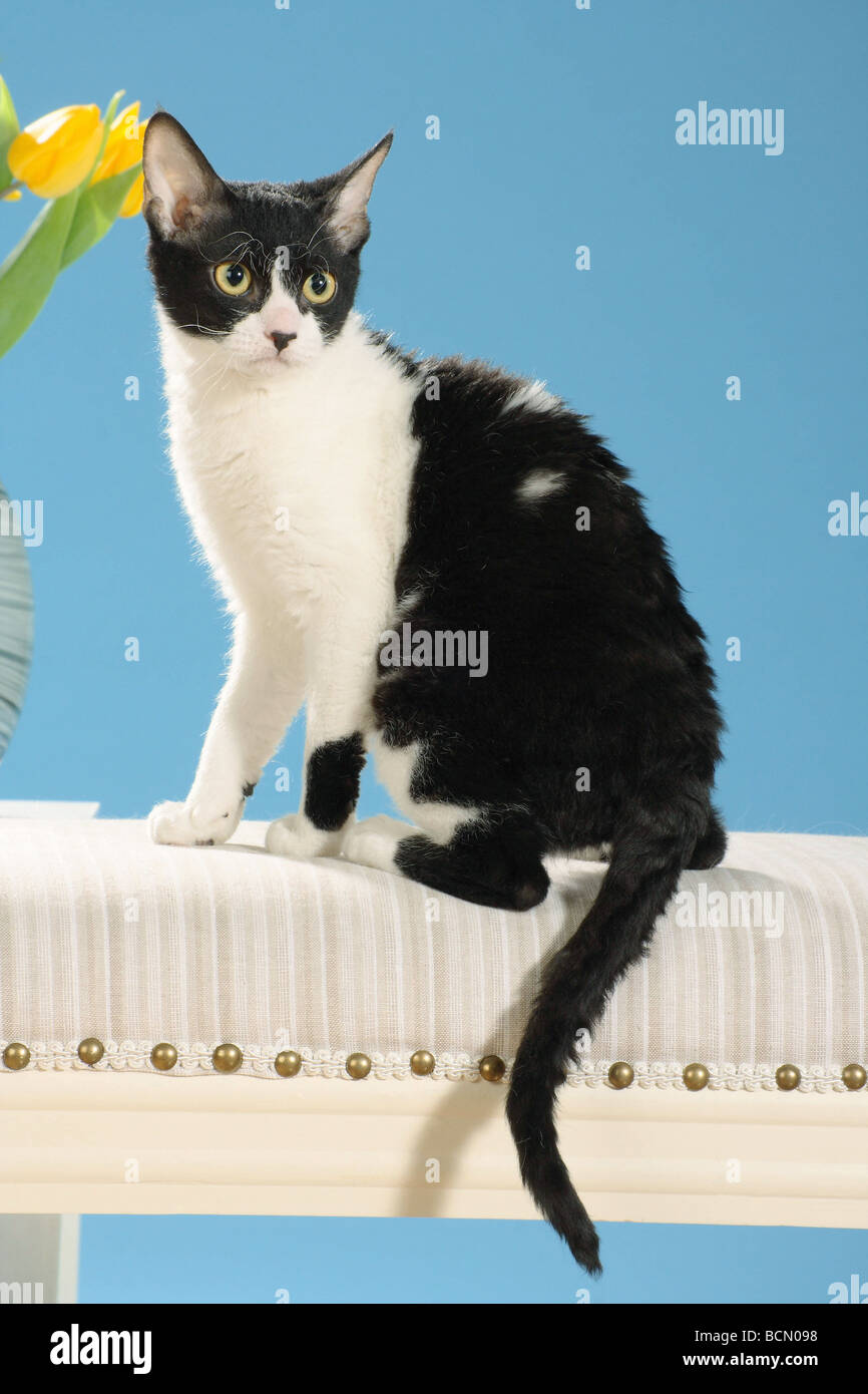 German rex cat hi-res stock photography and images - Alamy