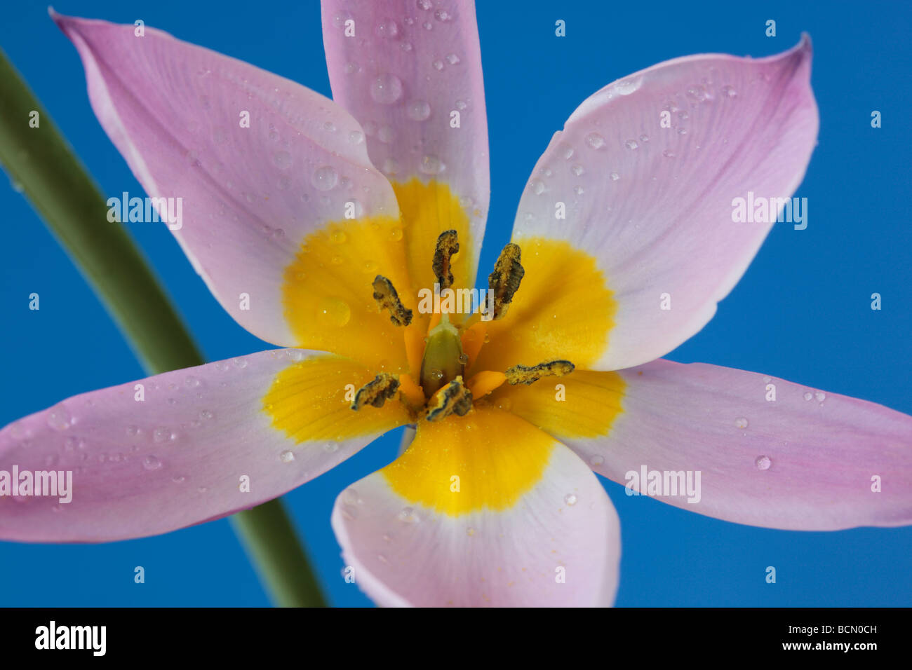 Tulipa humilis (tulipa humilis) hi-res stock photography and images - Alamy
