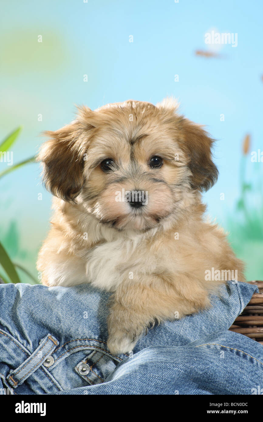 Light Brown Havanese