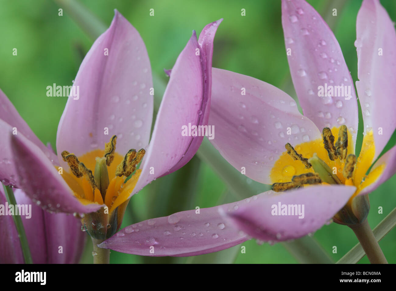 Tulip humilis hi-res stock photography and images - Alamy