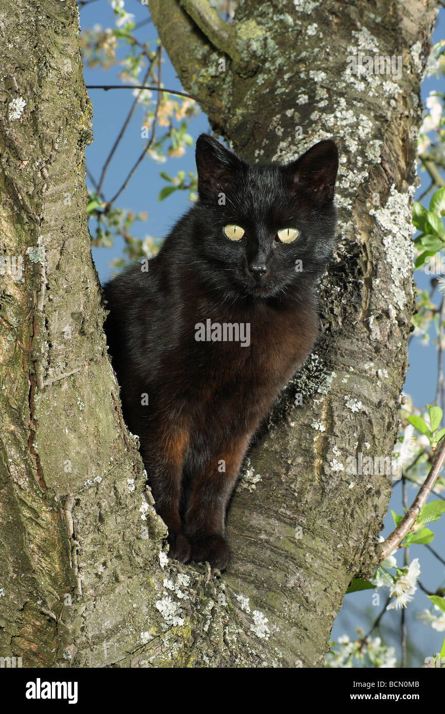 black cat - sitting on tree Stock Photo - Alamy