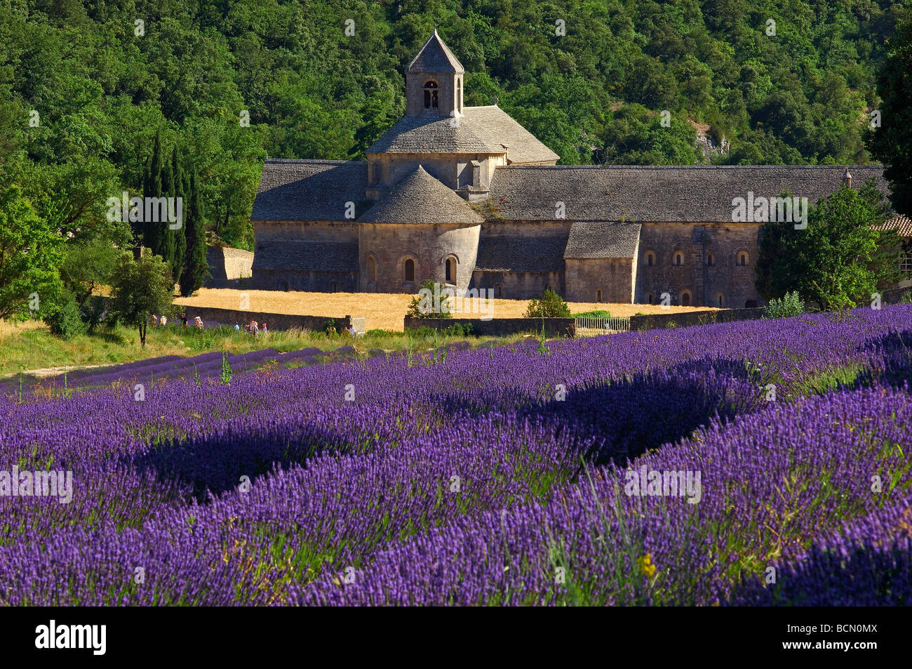 Lavenders fields at Abbaye Notre dame de Senanque Senaque Abbey Gordes ...