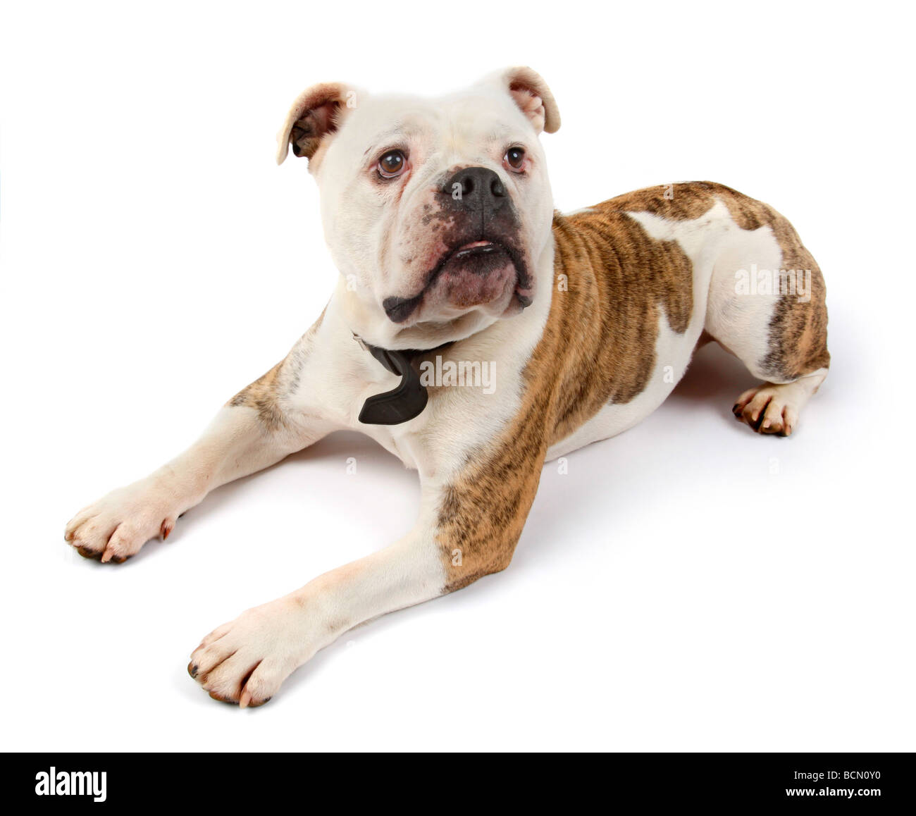 Male english bulldog portrait Cut Out Stock Images & Pictures - Alamy