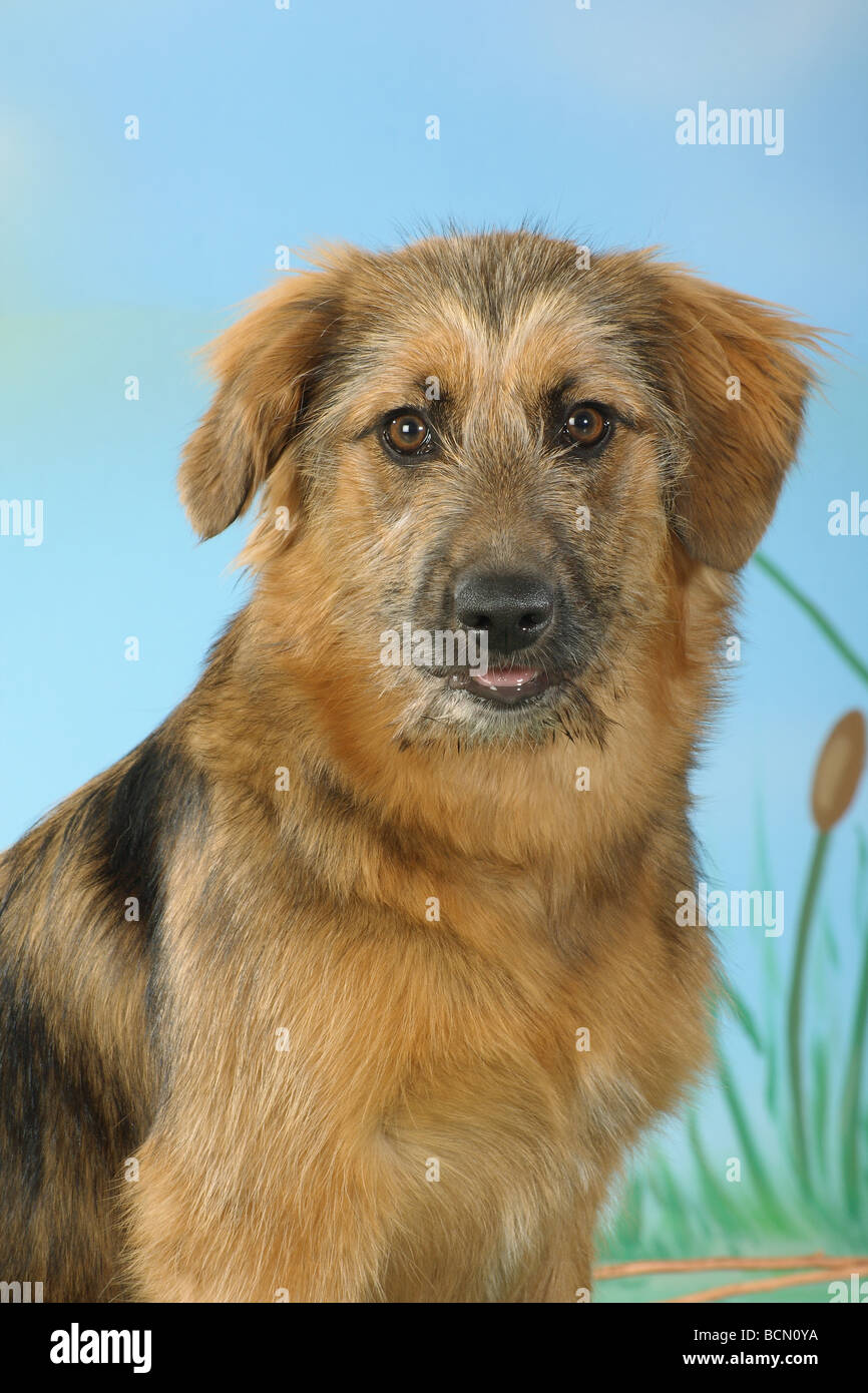 half breed dog - portrait Stock Photo - Alamy