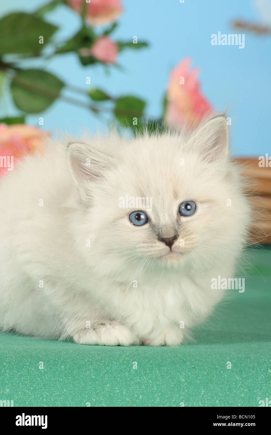 Neva Masquarade cat - kitten lying Stock Photo - Alamy