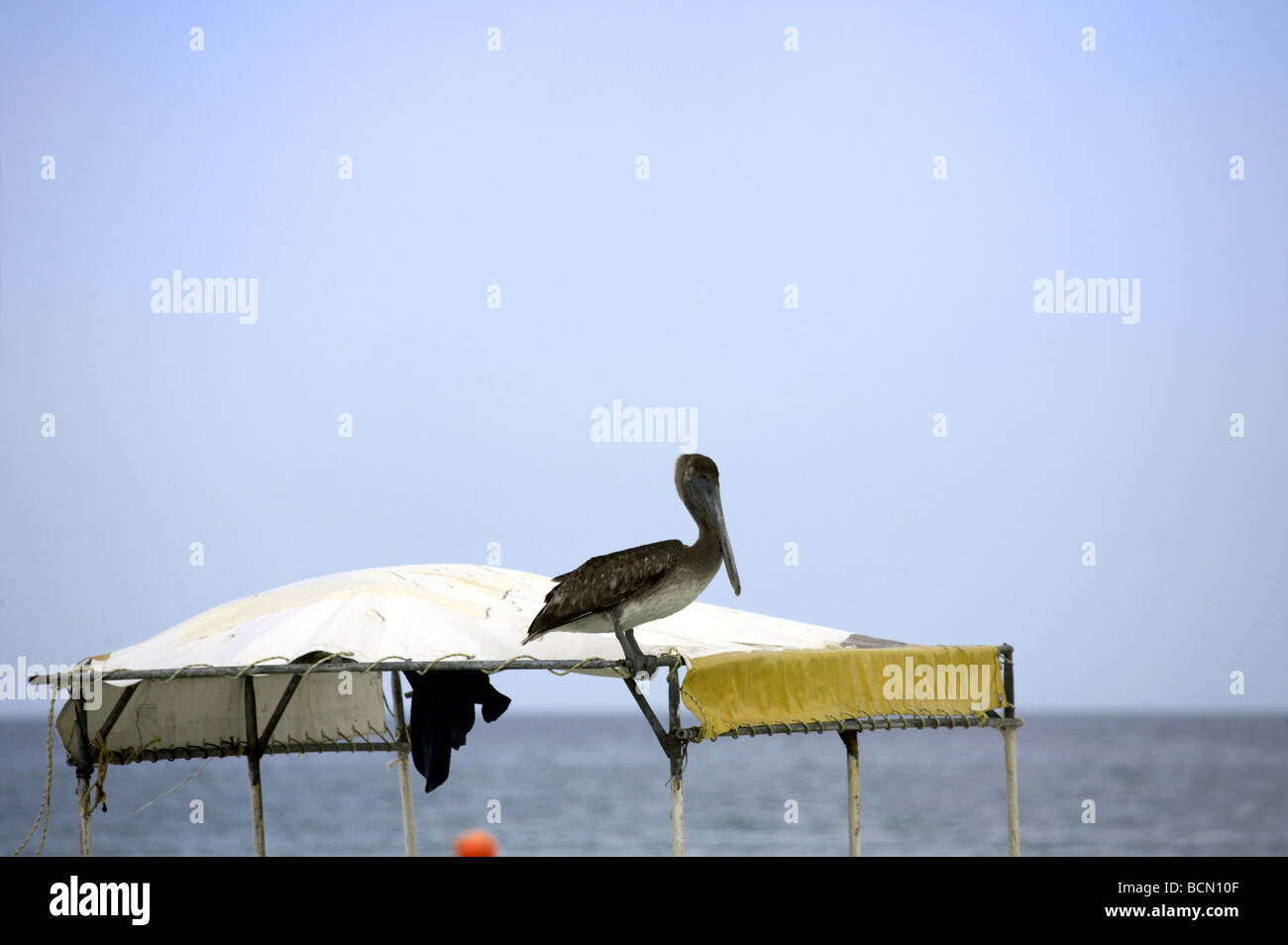 Brown Pelican (Pelecanus occidentalis) perched on a boat, Holbox island ...