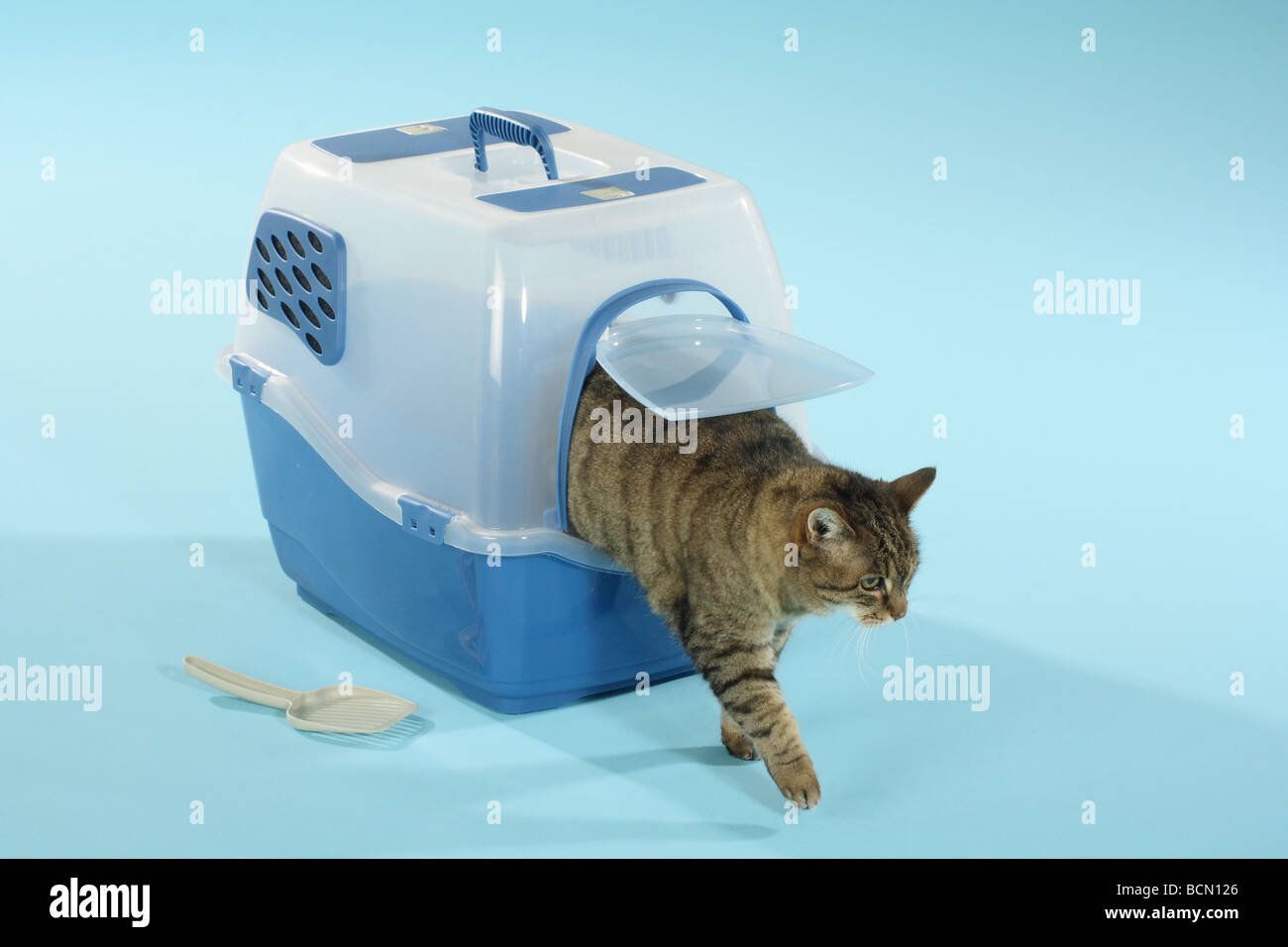tabby domestic cat - stepping out of transport box Stock Photo - Alamy