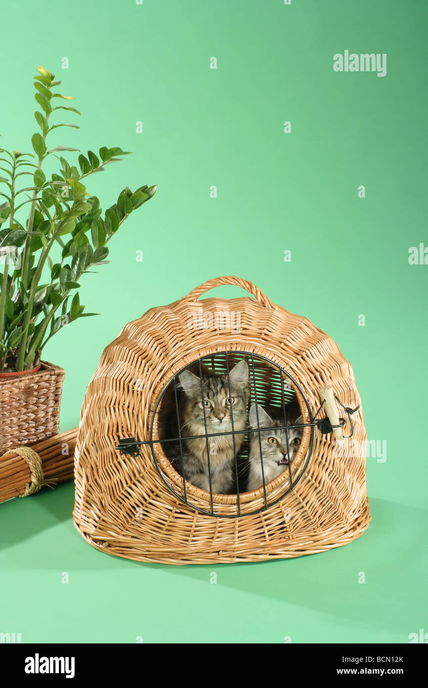 two domestic cats in transport box Stock Photo - Alamy