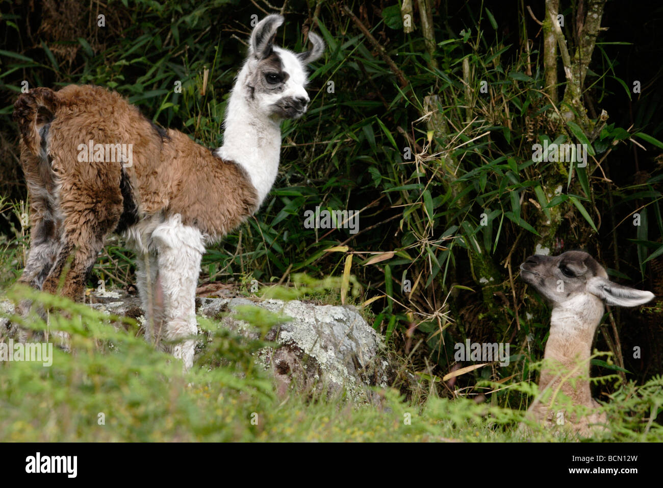 Cute young baby llama llamas peru hi-res stock photography and images ...