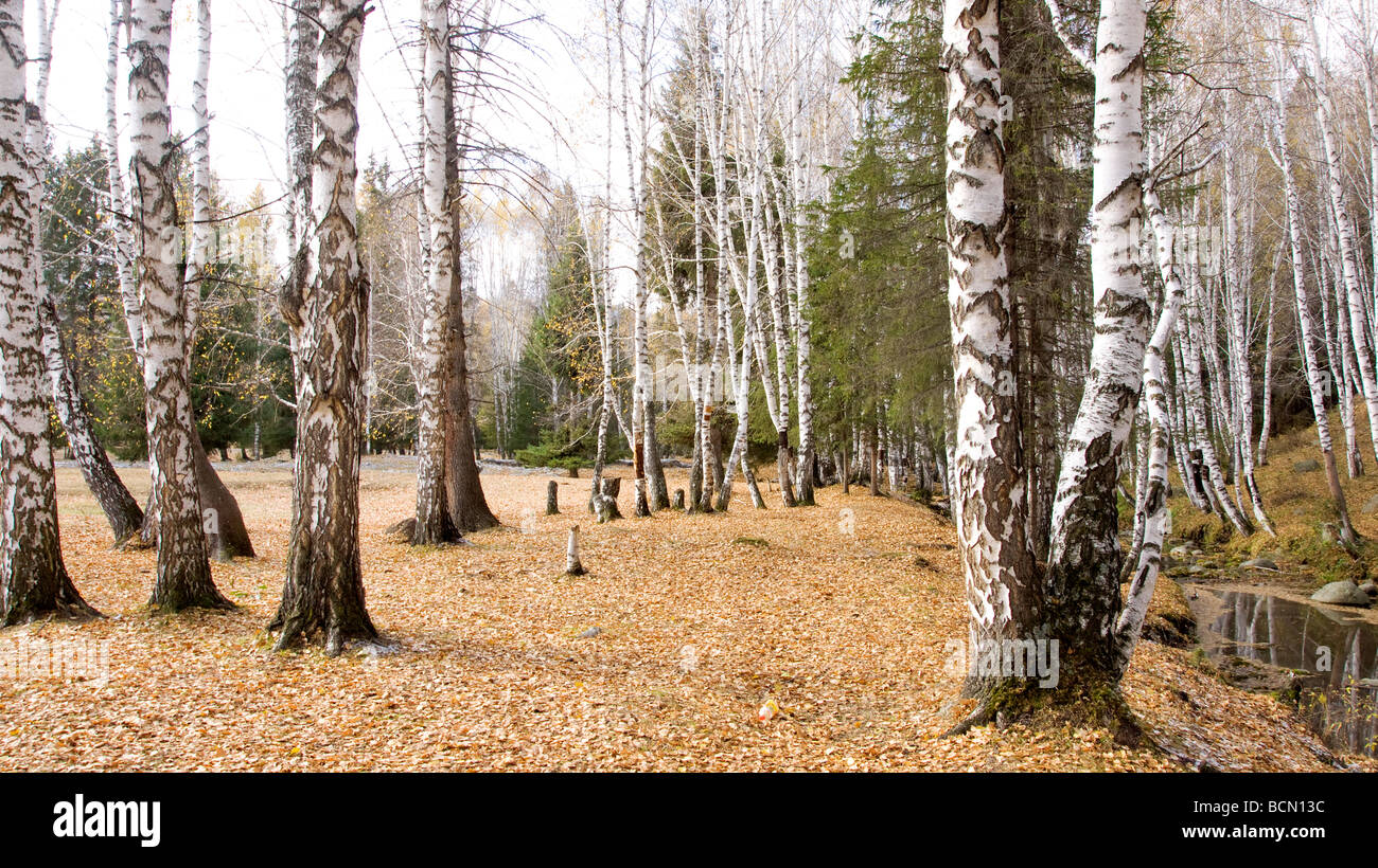 Dense forest in Tianshan Mountain, Xinjiang Uyghur Autonomous Region ...
