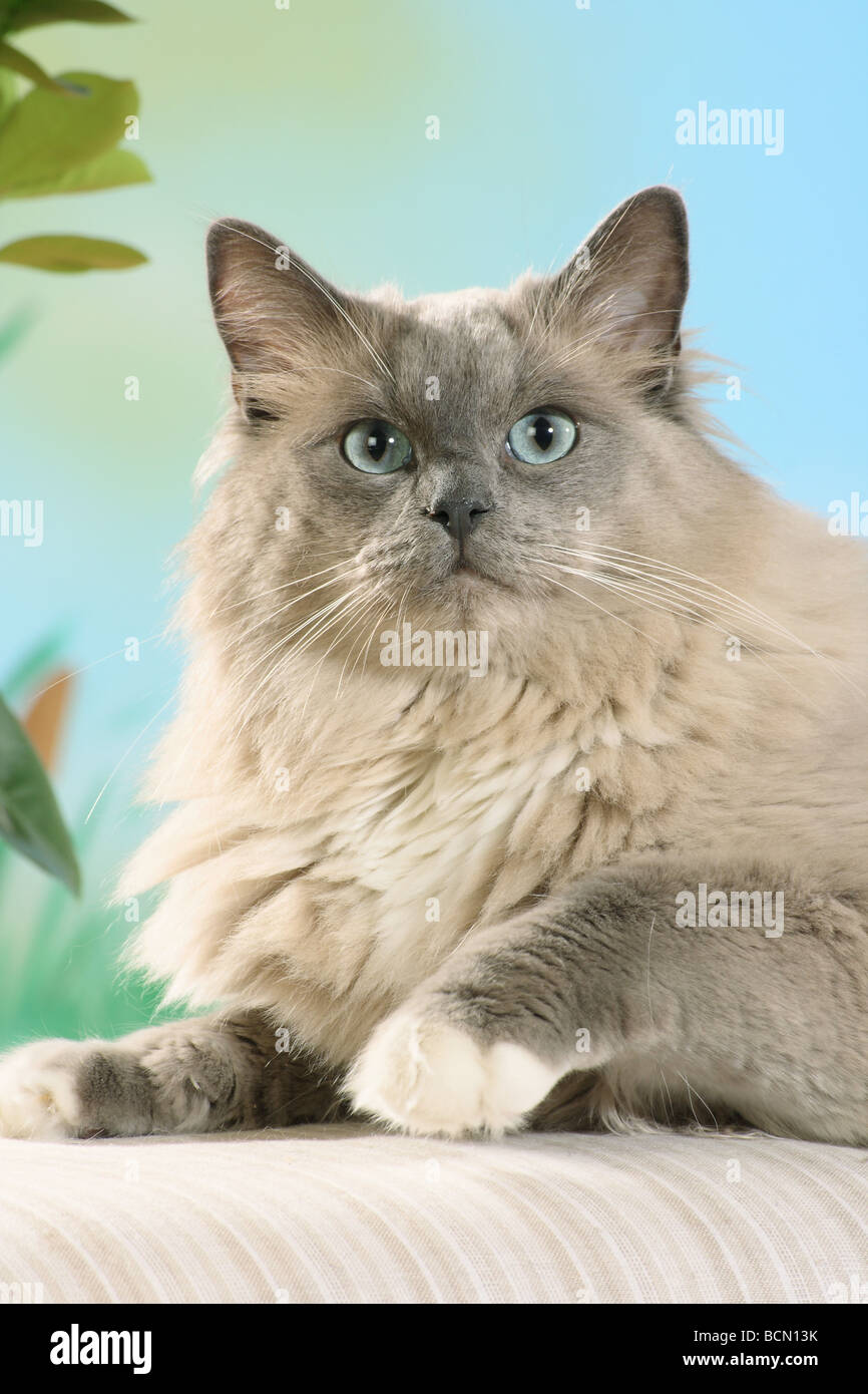 Ragdoll Cat, adult lying. Studio picture Stock Photo - Alamy