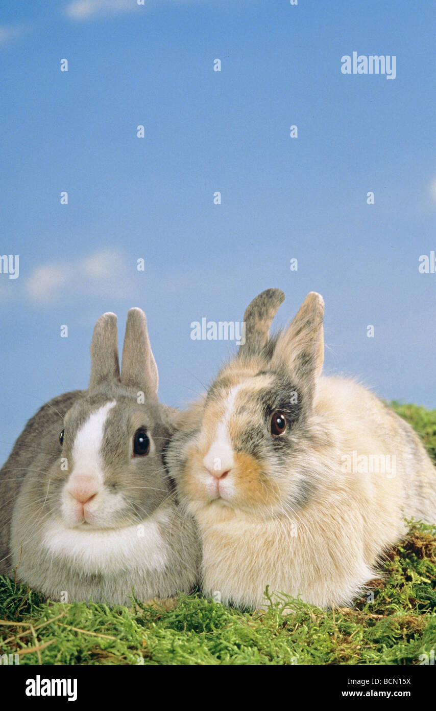 Small rabbits hi-res stock photography and images - Alamy