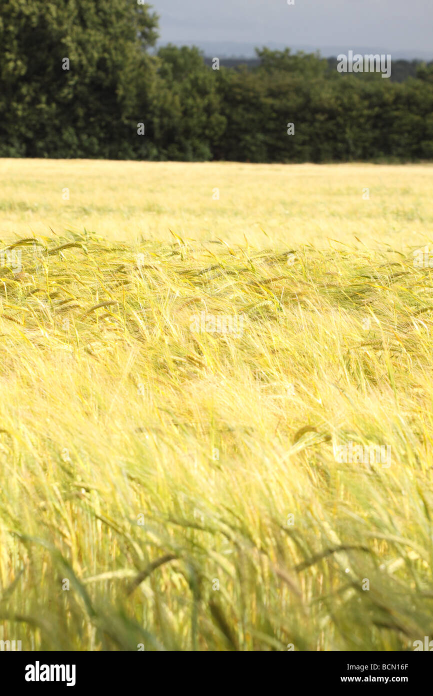 Arable crop field hi-res stock photography and images - Alamy