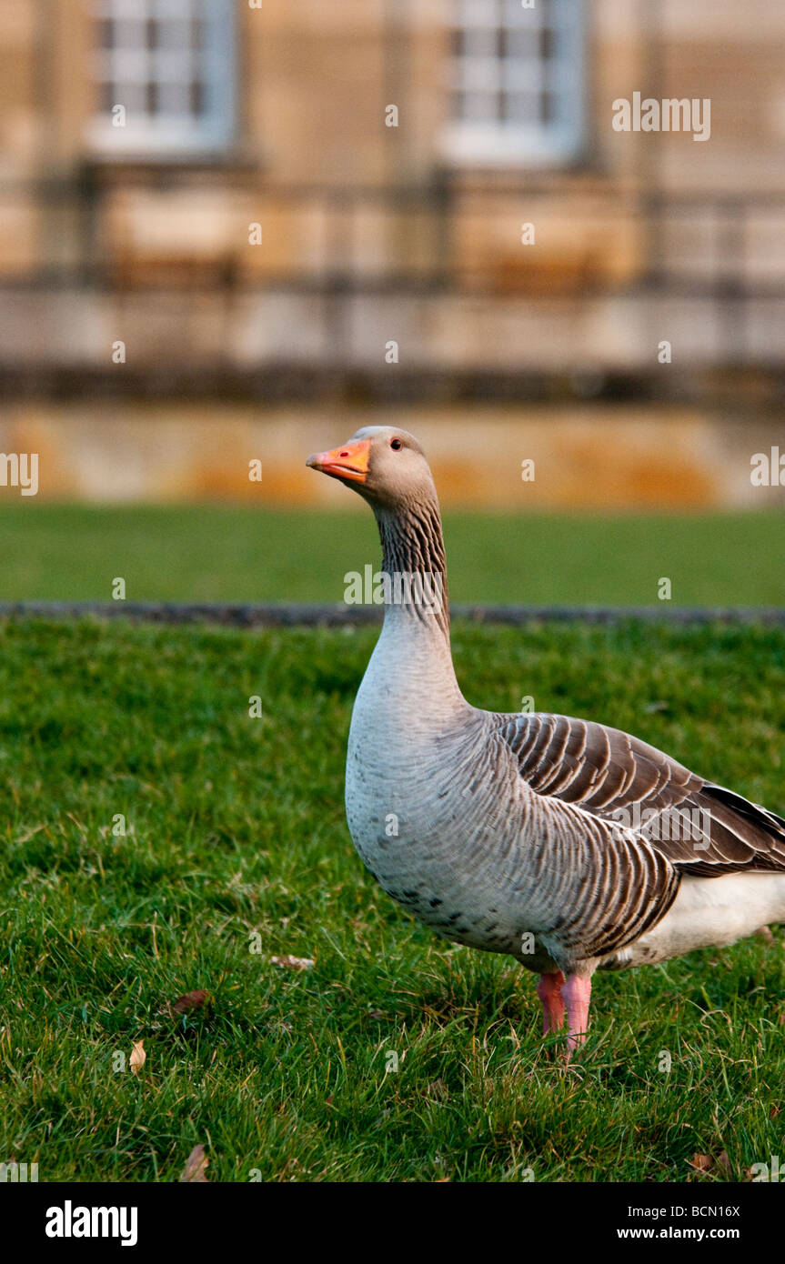 Pilgrim Goose High Resolution Stock Photography and Images - Alamy