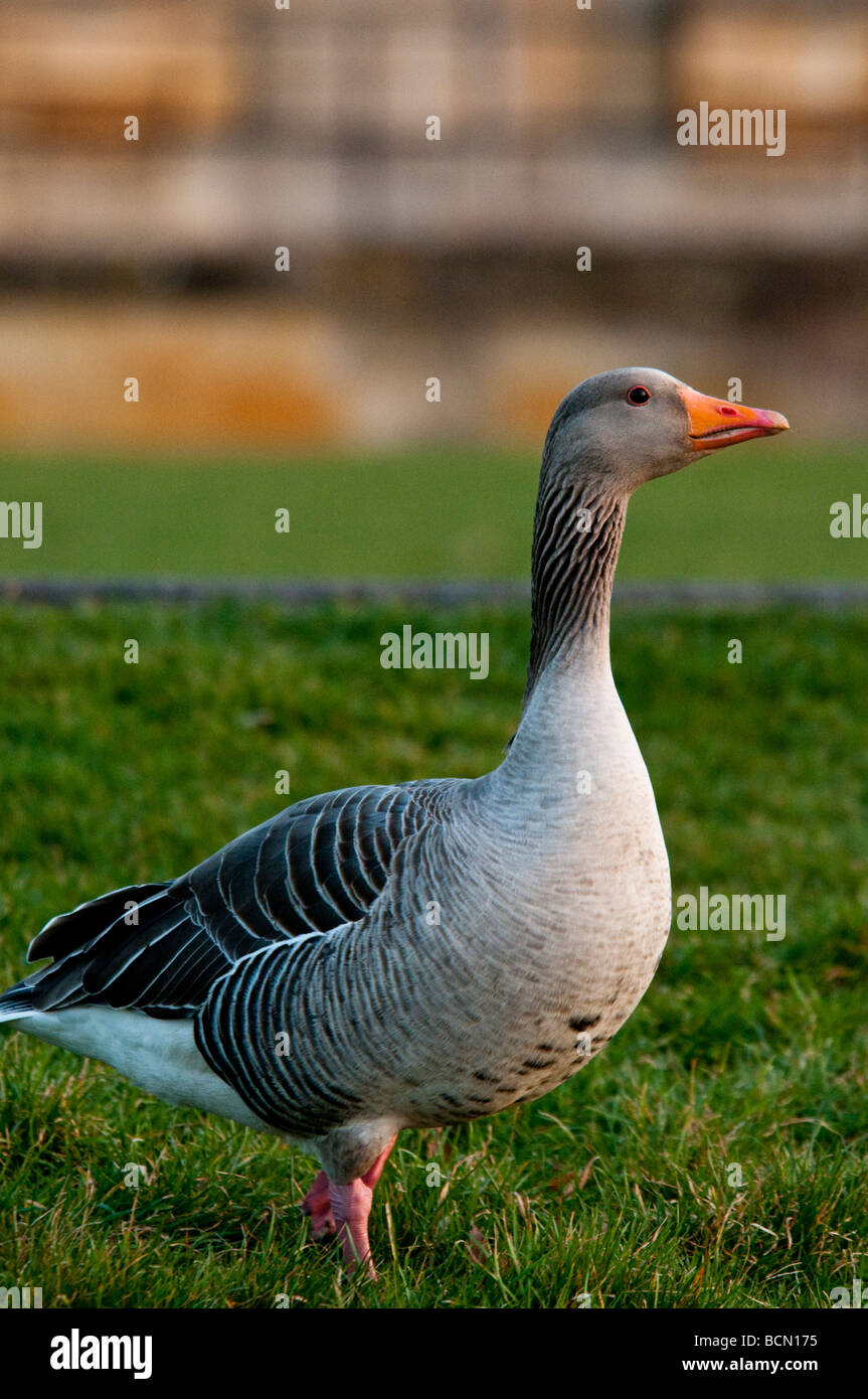 Pilgrim goose hi-res stock photography and images - Alamy