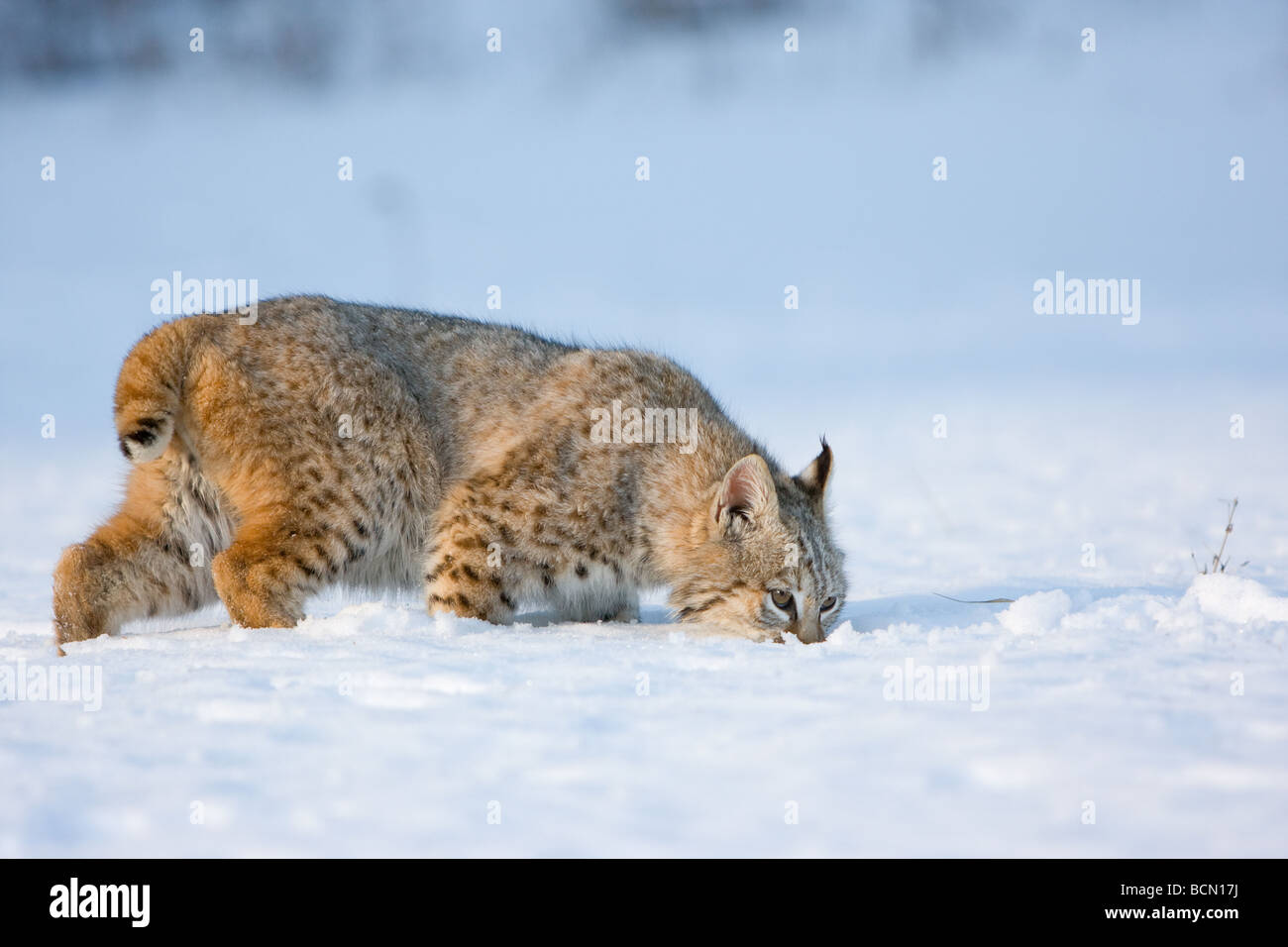 Bobcat in snow Stock Photo - Alamy