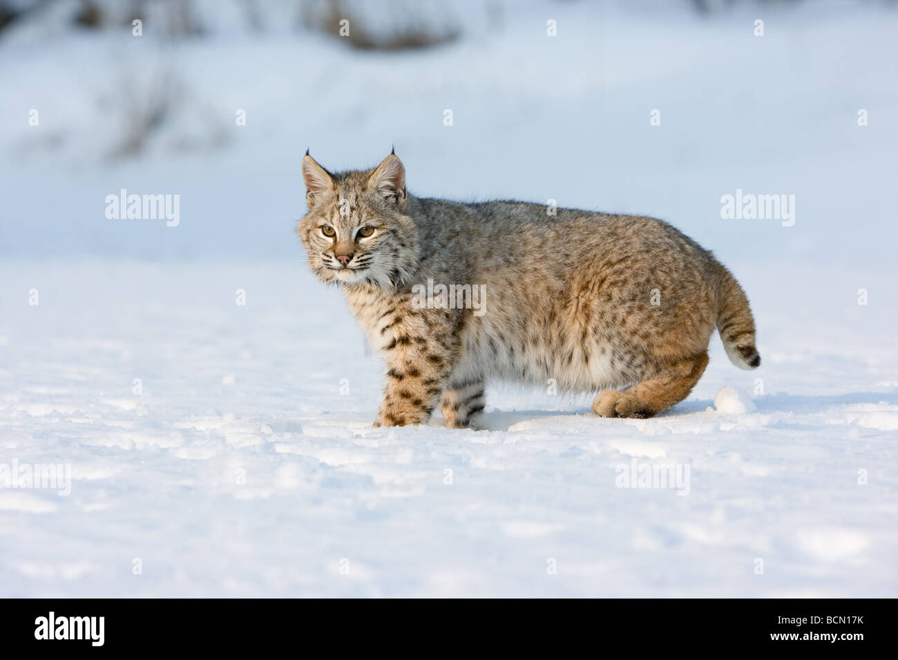 Young bobcat in snow Stock Photo - Alamy