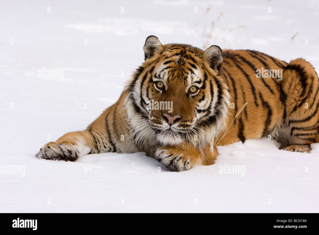 Tiger in snow Stock Photo - Alamy