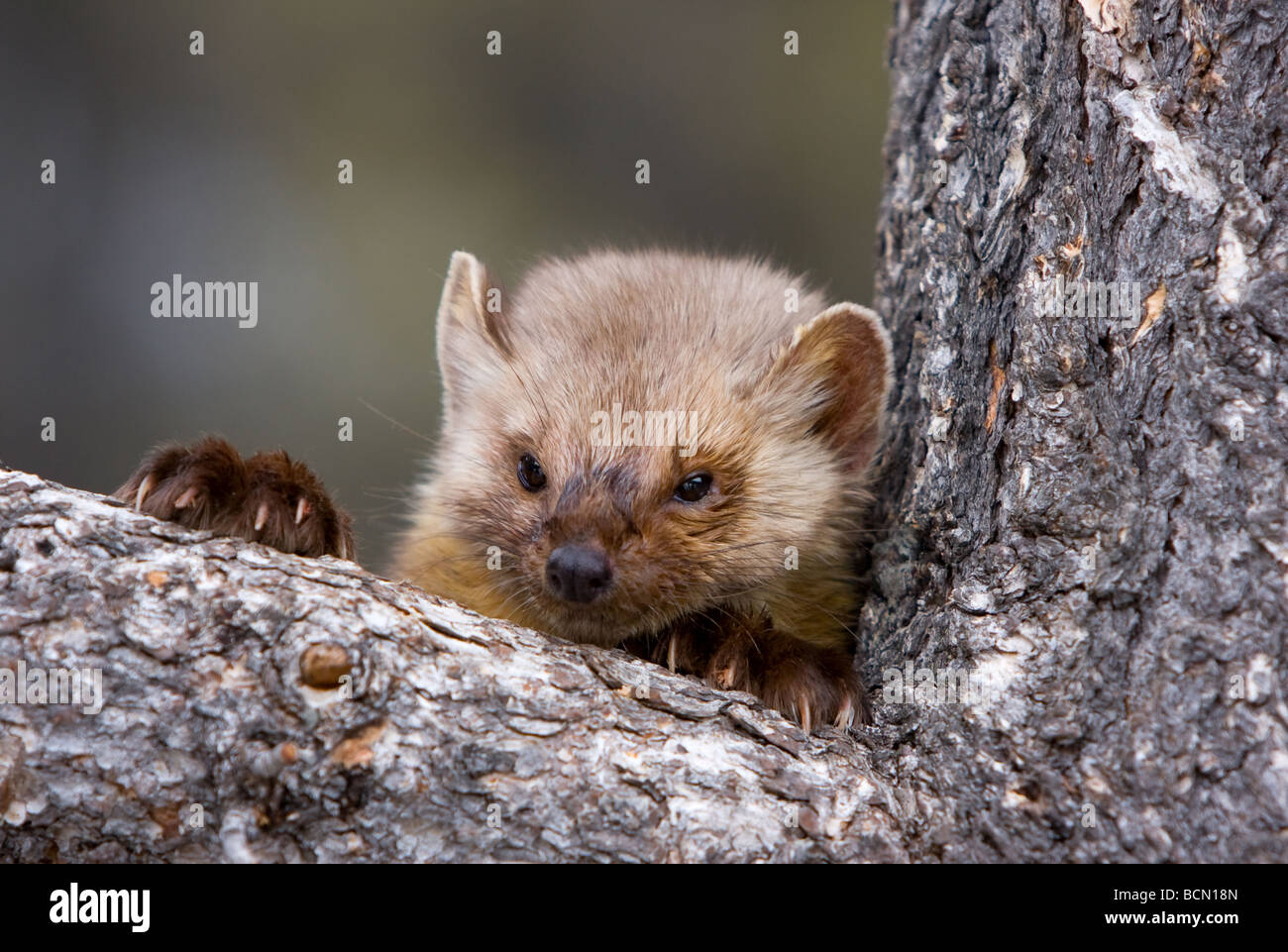 Pine martin in tree Stock Photo - Alamy