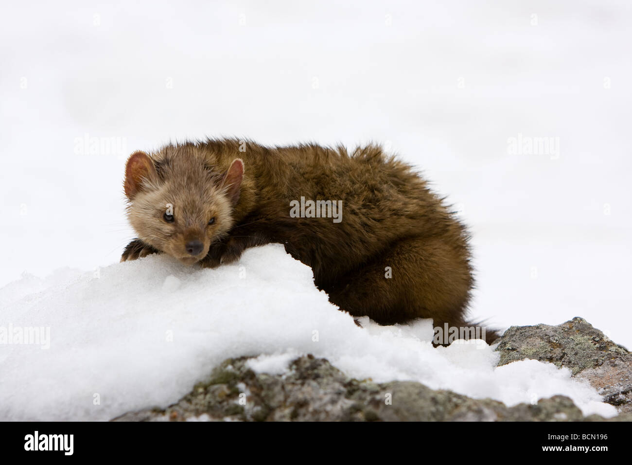 American pine martin hi-res stock photography and images - Alamy