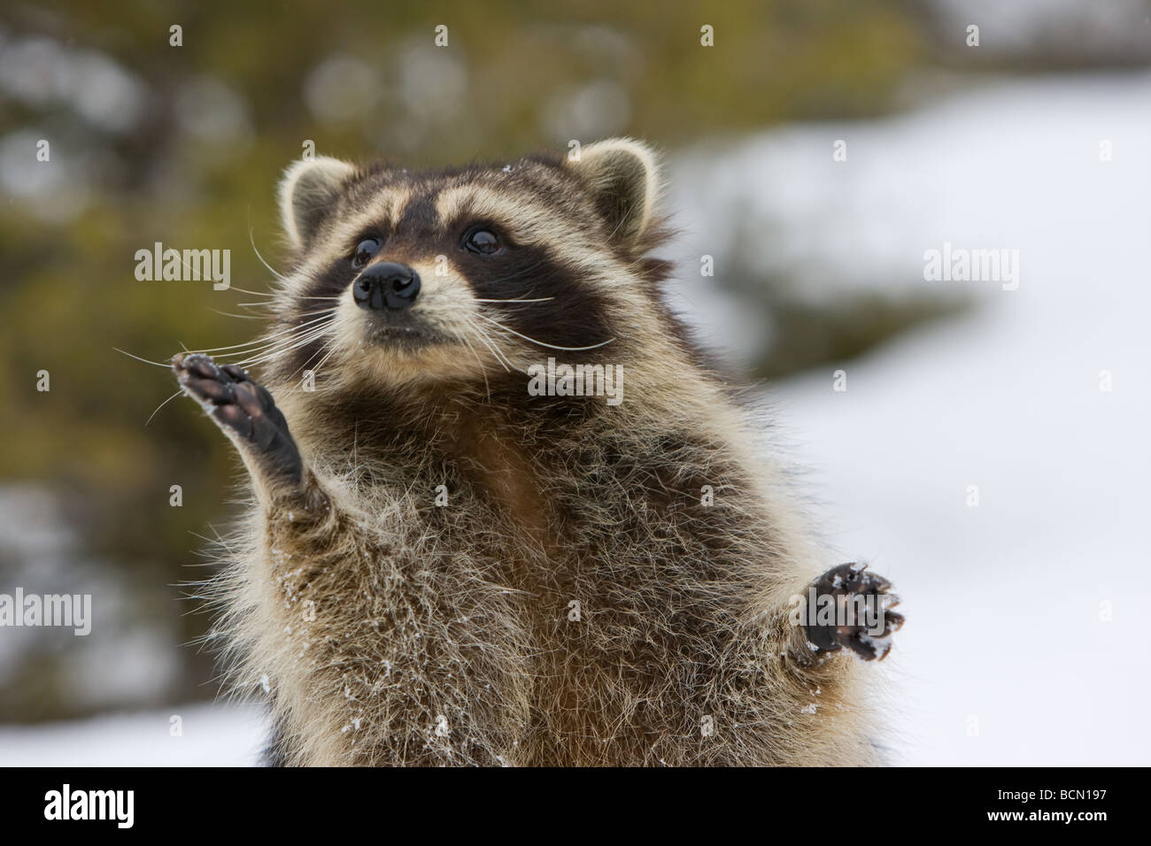 Racoon snow hi-res stock photography and images - Alamy